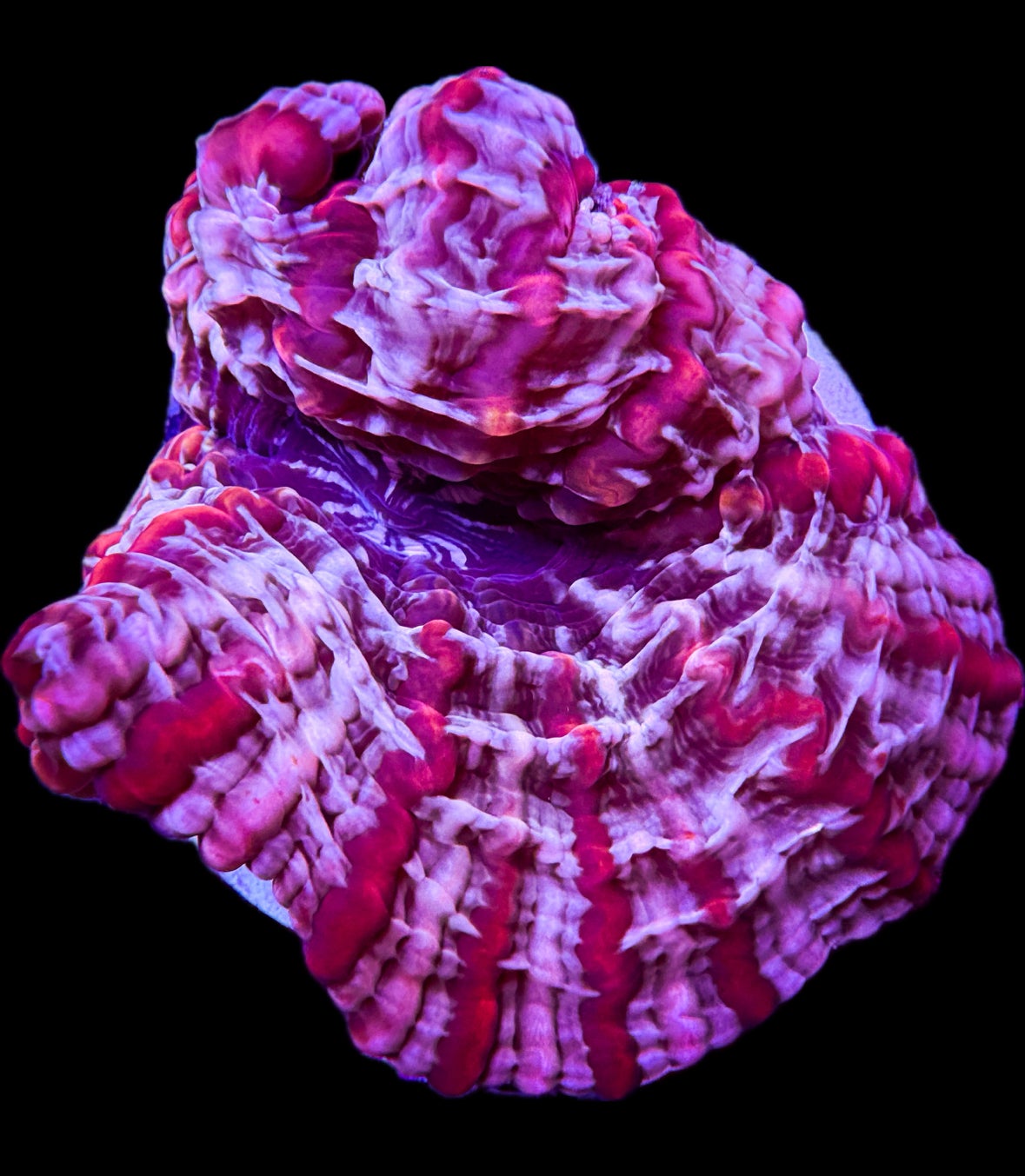 Ultra Rainbow Cynarina B9 | Love the Reef