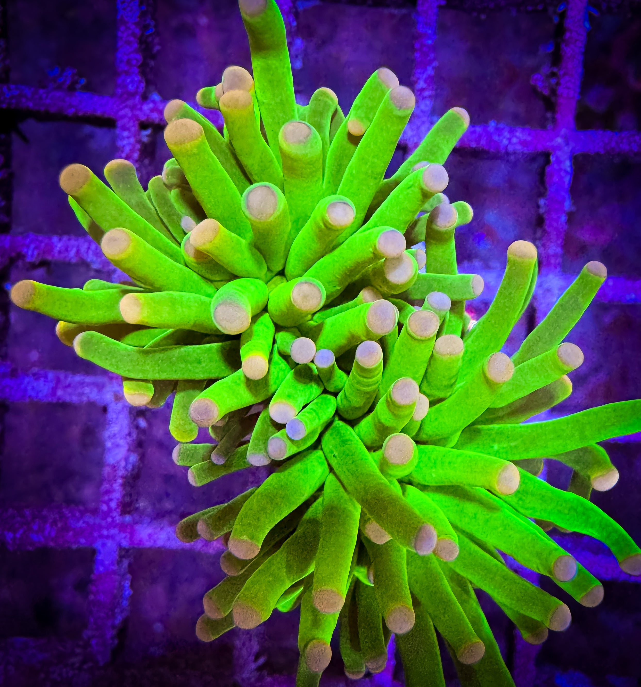 Cotton Candy Torch D35 | Love the Reef