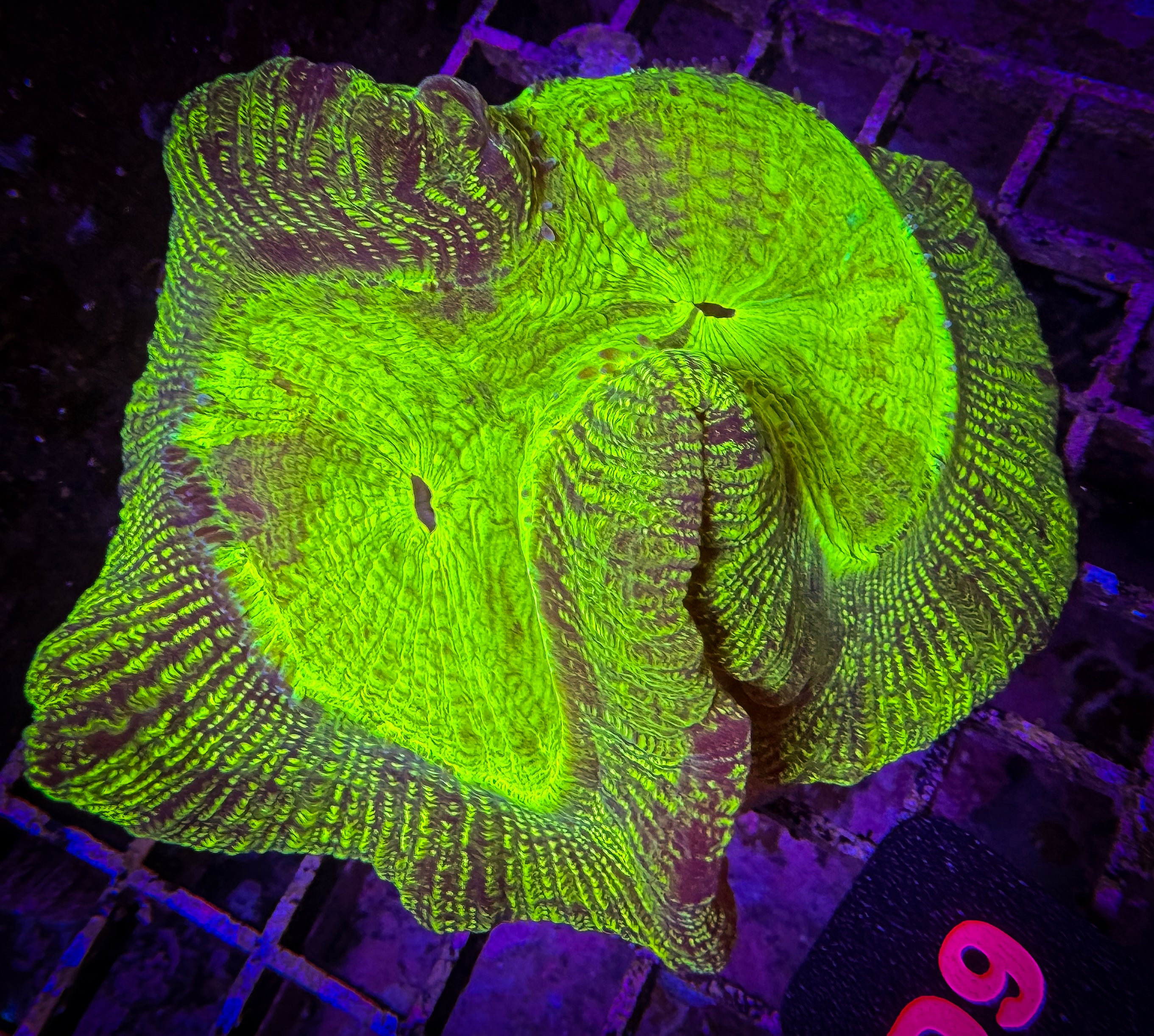 Ultra Toxic trachy D9 | Love the Reef