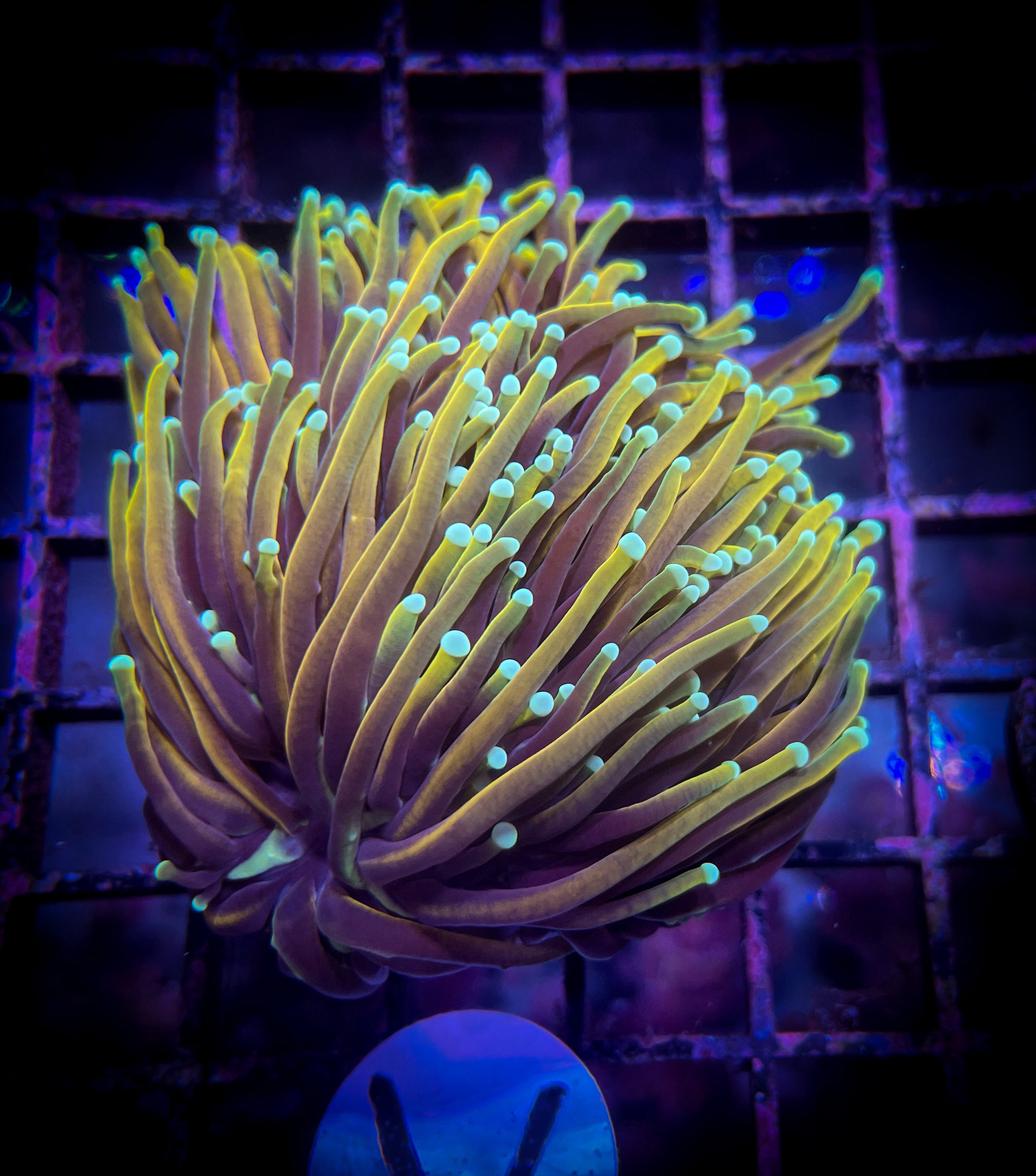 Dragon soul torch WYSIWYG | Love the Reef