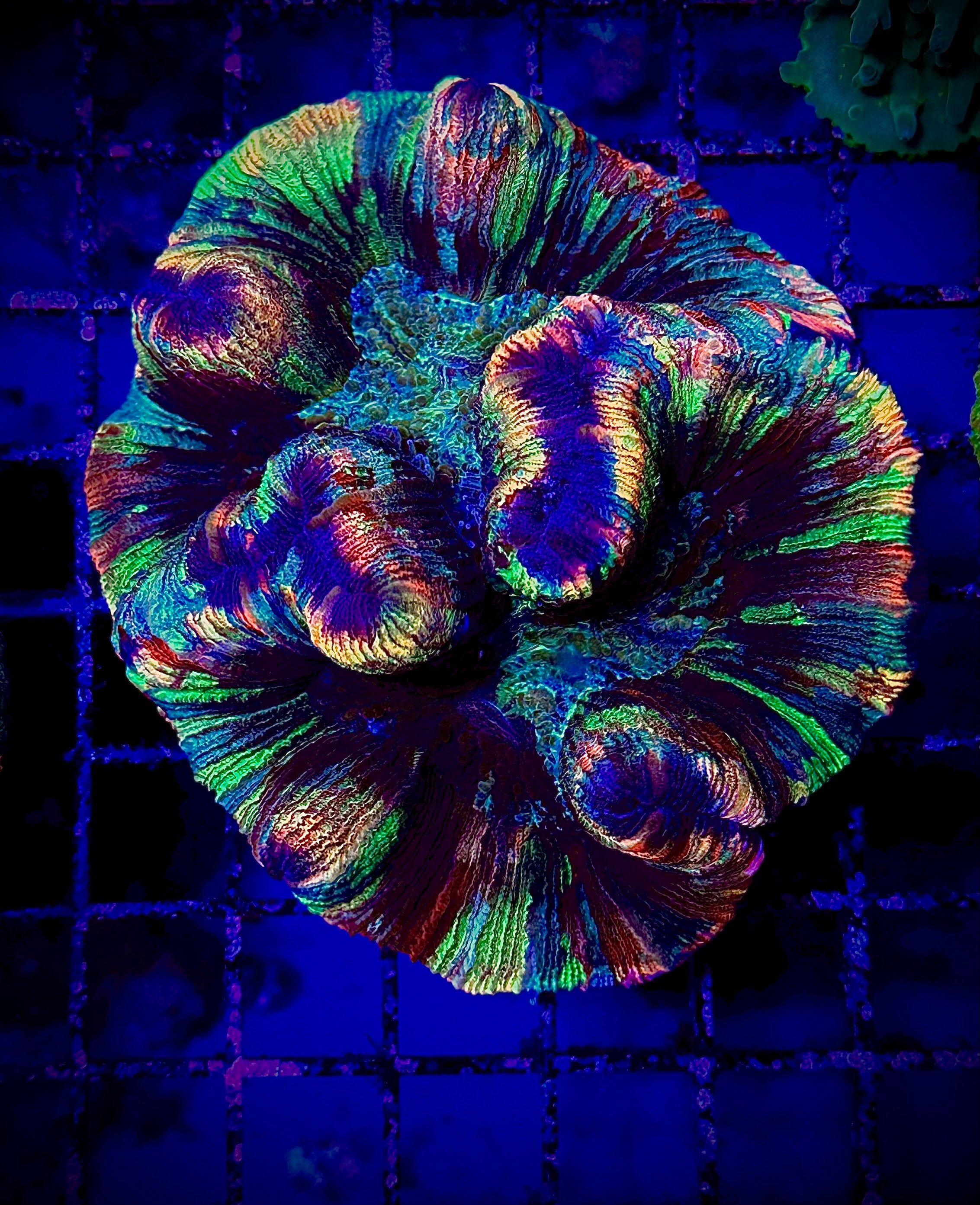 Ultra Rainbow Trachyphyllia WYSIWYG | Love the Reef